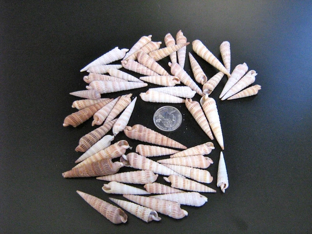 50 AUGER SPIRAL Sea Shells From Siesta Key Beach Gulf Waters £13.15 ...