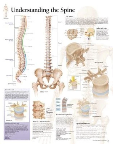 UNDERSTANDING THE SPINE Chart: Laminated Wall Chart by Scientific ...