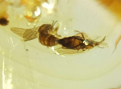 RARE DIPTERA COPULATIO burmite Cretaceous Amber Fossile dinosaures Era ...