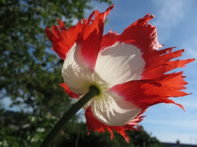 SCHLAFMOHN VICTORIA CROSS Papaver somniferum Mohn EUR 2,50 - PicClick DE