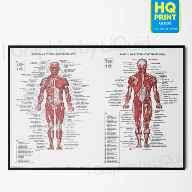 HUMAN MUSCULAR SYSTEM Education Anatomy Muscle System Posters | A4 A3 ...