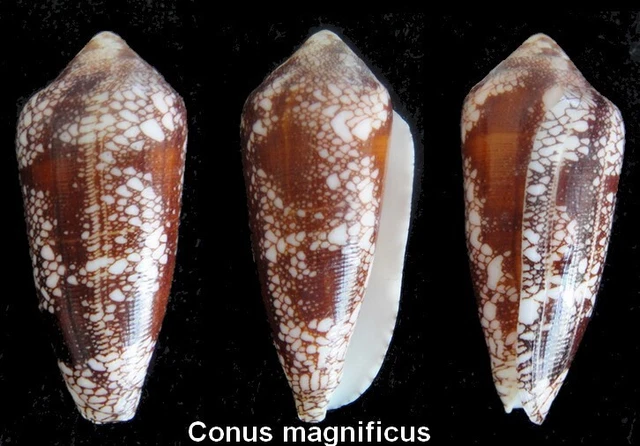 COQUILLAGE DE COLLECTION : Conus magnificus EUR 60,00 - PicClick FR