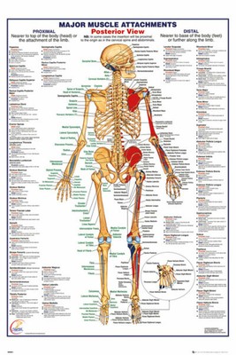 HUMAN BODY MAJOR Muscle Attachments Posterior Reference Chart Poster ...