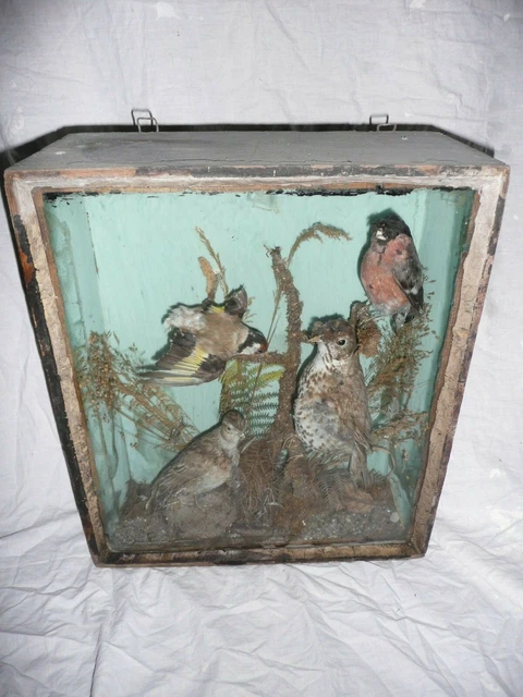 4 TAXIDERMY BIRDS In Glazed Wooden Display Case £90.00 - PicClick UK