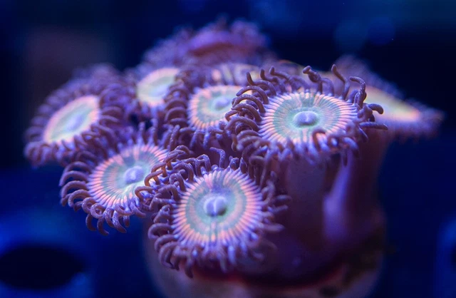 SUNNY D ZOA Zoanthid Soft Coral Frag 12 polyps WYSIWYG £25.00 - PicClick UK