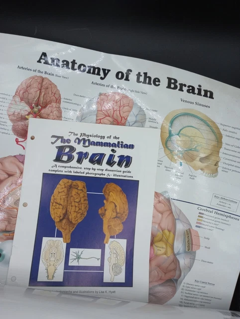 BRAIN DISSECTION GUIDE AND Laminated Anatomy Of The Brain Poster £18.60 ...