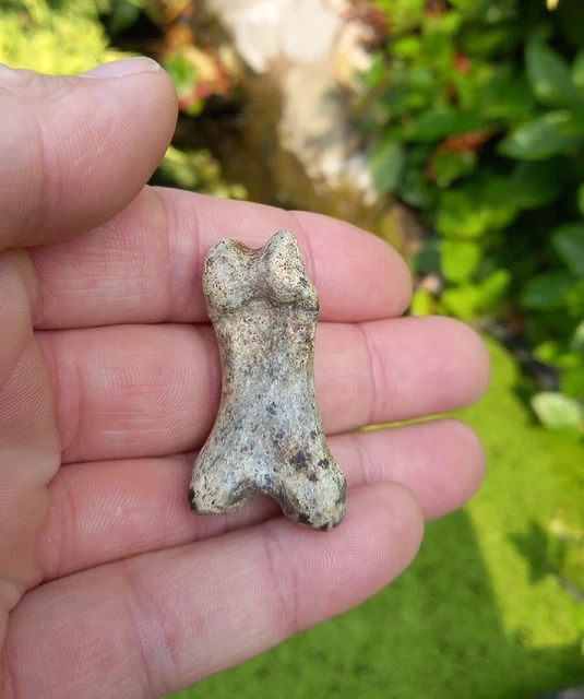 FOSSIL CAVE BEAR Finger Bone, Ursus spelaeus from Romania Pleistocene ...