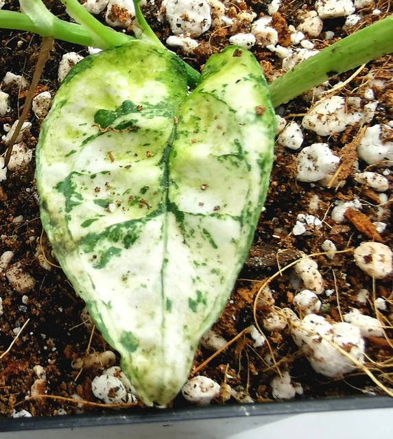 EPIPREMNUM PINNATUM CEBU Blue Marble Variegata - pianta giovane ...