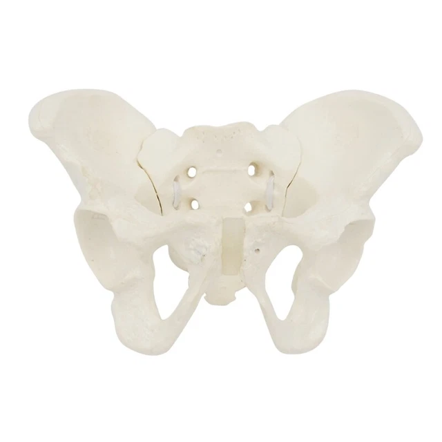 MINI FEMALE PELVIS Model Female Pelvic Human Pelvic Model Teaching ...