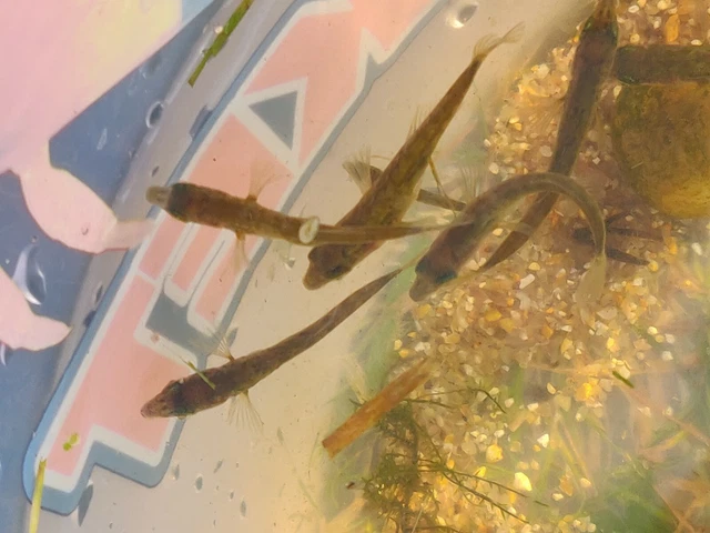 10 STICKLEBACKS - Pond Fish £10.00 - PicClick UK