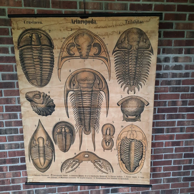 ANTIQUE GERMAN PALEONTOLOGICAL Arthropod Trilobite Pull Down Poster ...