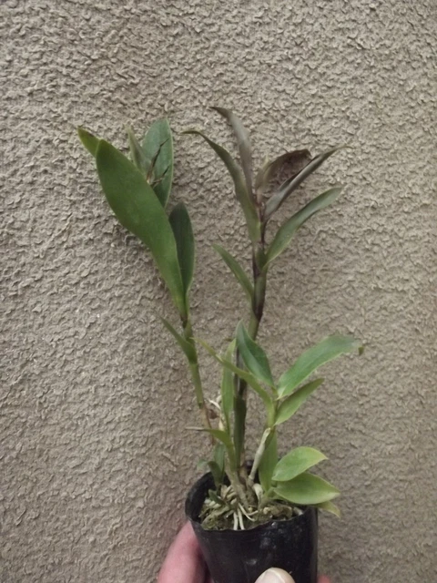 RARE EPICATTLEYA RENE Marques `Flame Thrower` orchid plant FS £28.00 ...