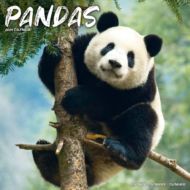 PANDAS CALENDARIO 2024 Cuadrado Animal de Pared - 16 Mes : Original Avonside EUR 17,54 - PicClick ES