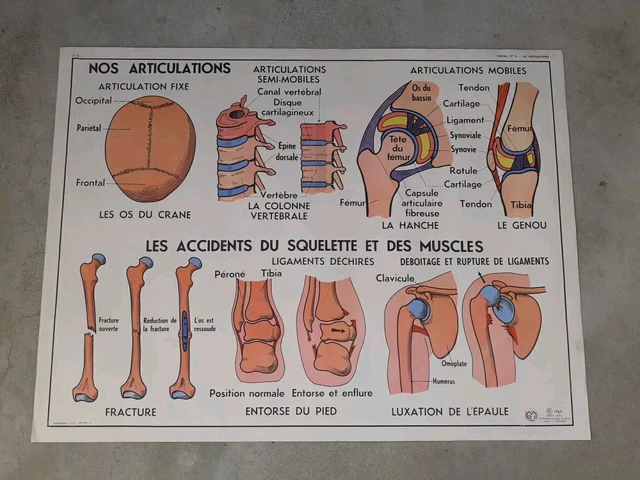 AFFICHE SCOLAIRE MDI N°3-4 Le Squelette Et Les Os - Les Articulations ...