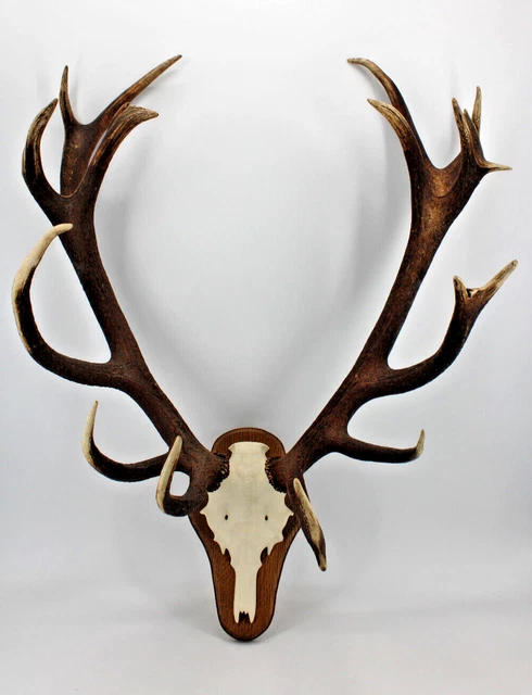 ROTHIRSCH HIRSCH JAGD Trophäe Geweih Abwurfstangen kapitaler 16 Ender ...