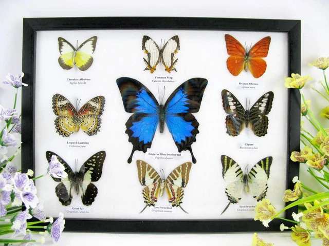 9 TRÈS BEAUX papillons d'élevage soignés dans une vitrine - pièce ...