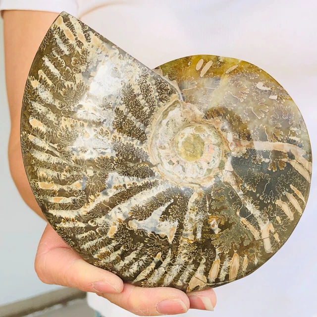 872G NATURAL AMMONITE Fossil Conch Quartz Crystal Mineral Specimen ...