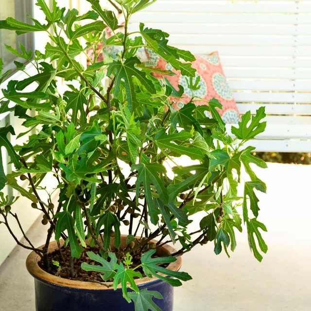 DWARF FIG TREE Hardy Garden Plants Fruiting Little Miss Figgy 2 x 9cm ...