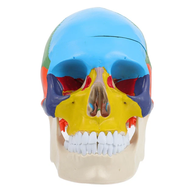 MEDICAL SKULL MODEL Anatomical Model Skull Science Model Anatomical ...