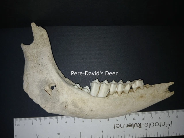 GENUINE JAW BONE Captive Bred PD Milu Deer real skull bone craft ...