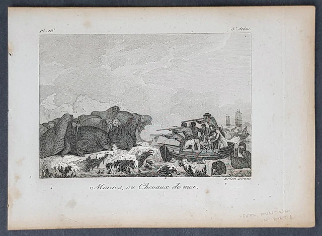 1817 JAMES COOK Antique Print Crew of HMS Resolution hunting Walrus in ...