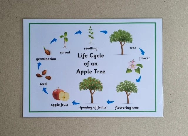 LIFE CYCLE OF a Tree (Life Cycle of A...) by Kirsty Holmes £14.47 ...