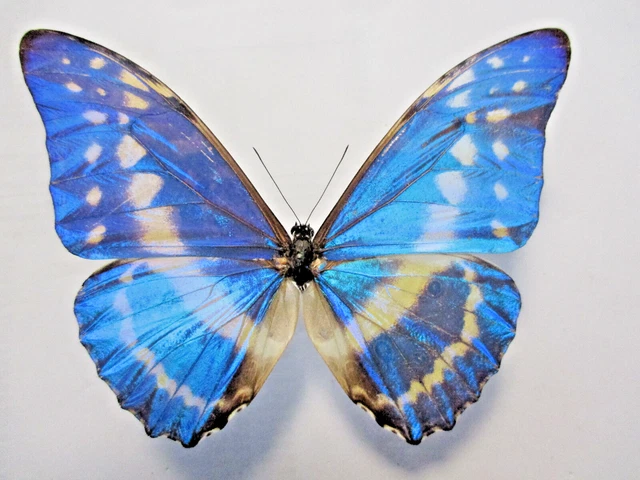 ENTOMOLOGIE MORPHINAE MORPHO cypris cypris Mâle Colombie EUR 90,00 ...