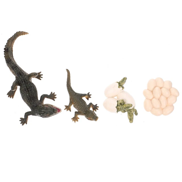 REALISTIC LIFE CYCLE Model Fish Figure Frog Figurine Toy Child £9.18 ...