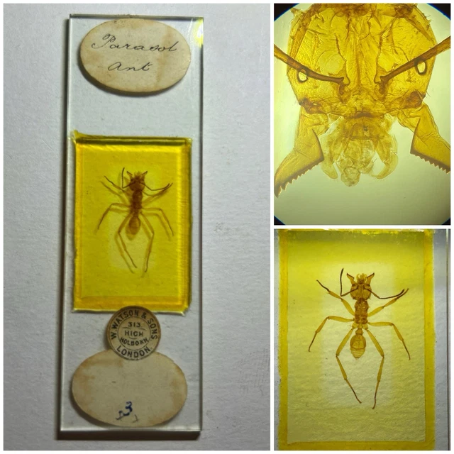 ANTIQUE MICROSCOPE SLIDE. Showing Entire Parasol Ant. By Watson. £10.00 ...