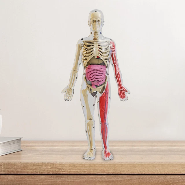 HUMAN BODY MODEL Body Parts Organs for Preschool Teacher Supplies Study ...