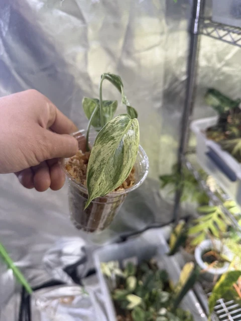 SCINDAPSUS BLUE ALBO Variegated ( No Monstera Philodendron ) $30.00 ...