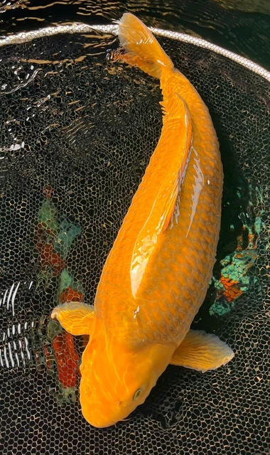 KOI CHAGOI 68CM Marusei Japanese £850.00 - PicClick UK
