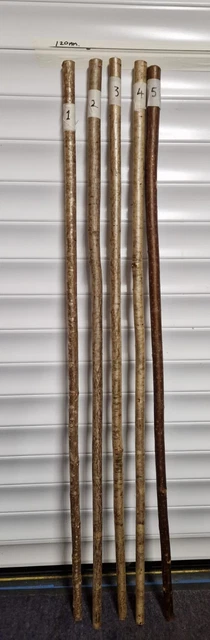 5 WELSH HAZEL Shanks, Seasoned 2 Yrs, Treated Cleaned And Straightened ...