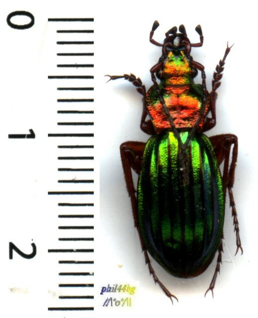 CARABIDAE - (CHRYSO)CARABUS AURONITENS AURONITENS, HELVETIAE - insecte ...