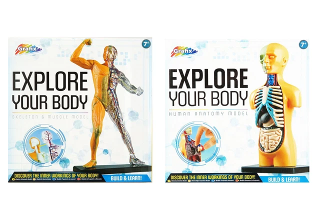 EXPLORE YOUR BODY Human Anatomy Model Kit Build & Learn Skeleton ...