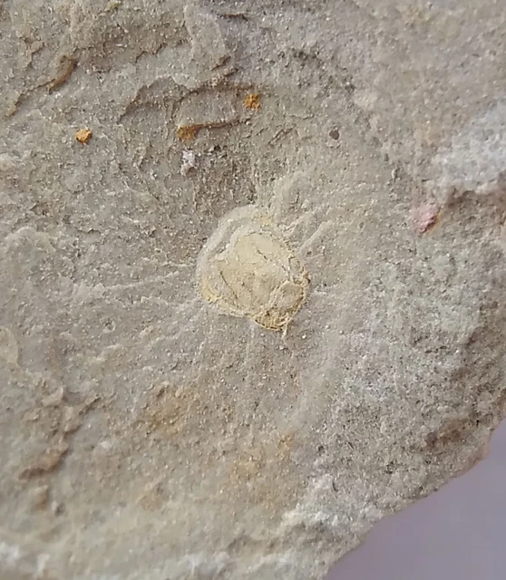 ORDOVICIAN FOSSIL TRILOBITE Agnostida neg,teaching,very cool No.f21 $9. ...