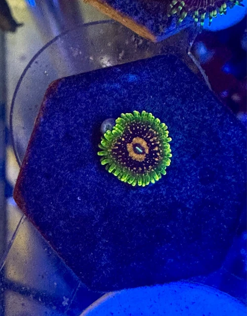 GRANDMASTER KRAKATOA ZOA GMK frag, WYSIWYG, Marine Coral. Soft CORAL ...