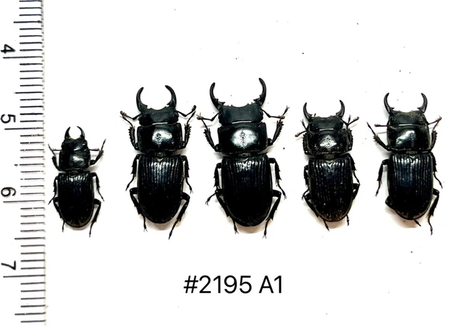 LUCANIDAE COLEOPTERA BEETLES dynastes Lucanus Dorcus aegus laevicollis ...