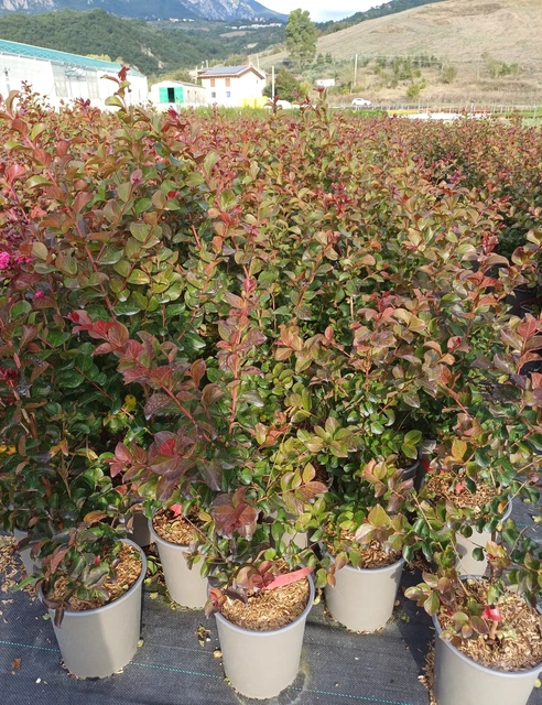 LAGERSTROEMIA INDICA ROSSA "Durant Red" pianta in vaso ø19 cm FOTO ...