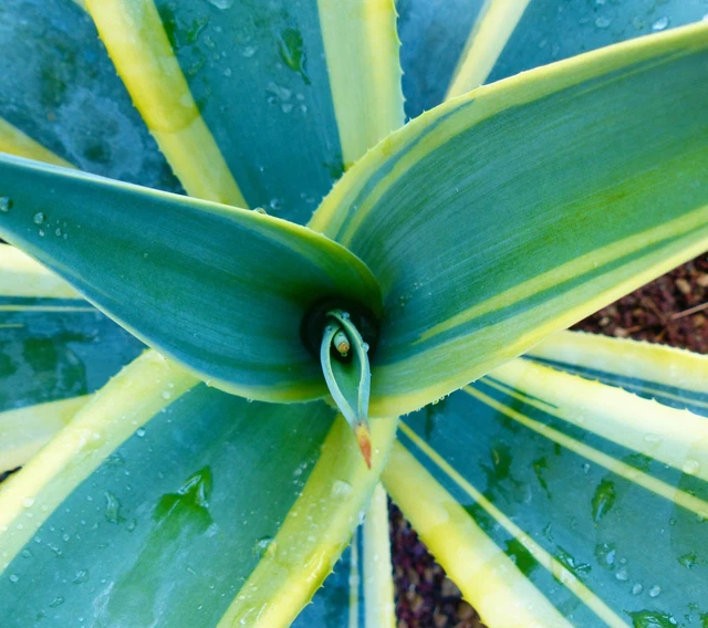 AGAVE WEBERI CV 'Arizona Star' VARIEGATED | Weber's agave - - Agave by ...