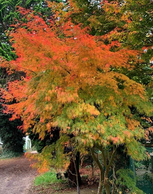 OUT OF STOCK GERMINATED SEEDS Japanese Maple Seiryu Acer Tree £9.99 ...