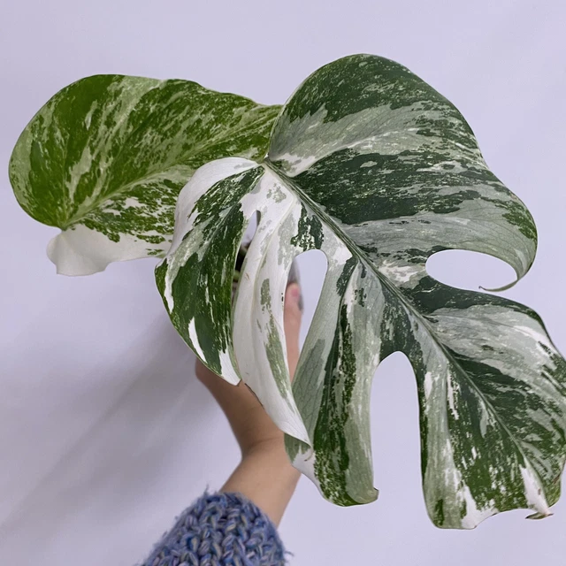 MONSTERA DELICIOSA ALBO variegata (small form) - rare aroid plant £12. ...