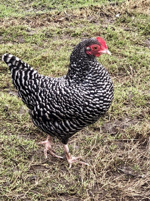 12 SCOTS GREY Bantam Hatching eggs Rare breed Chickens Poultry £10.00 ...