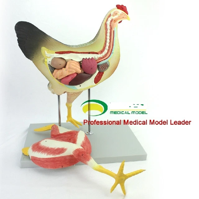 CHICKEN POULTRY ANATOMY model organs heart wing muscle veterinary study ...