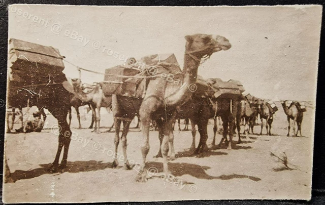 WW1 EGYPT - Camel Transport Corps- Camels at Kantara Suez 1916 - photo ...