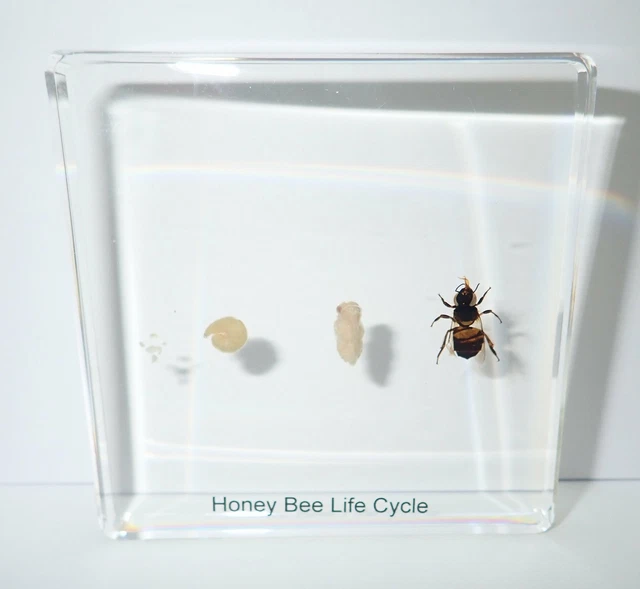 HONEY BEE APIS mellifera Specimen Life Cycle Simplified Set Education ...