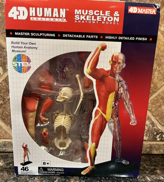 FAMEMASTER 4D-VISION HUMAN Muscle And Skeleton Anatomy Model $13.20 ...