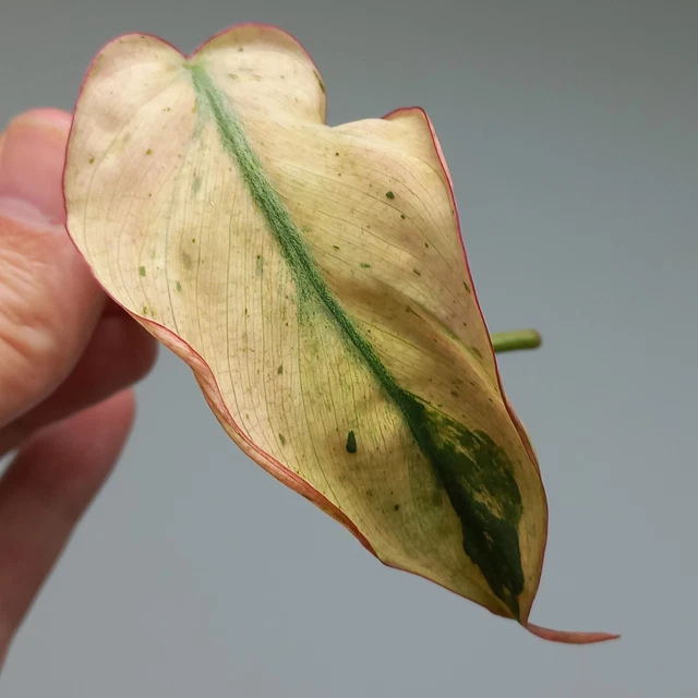 RARE HIGHLY VARIEGATED Philodendron Micans PINK MINT Variegata 1-LEAF ...
