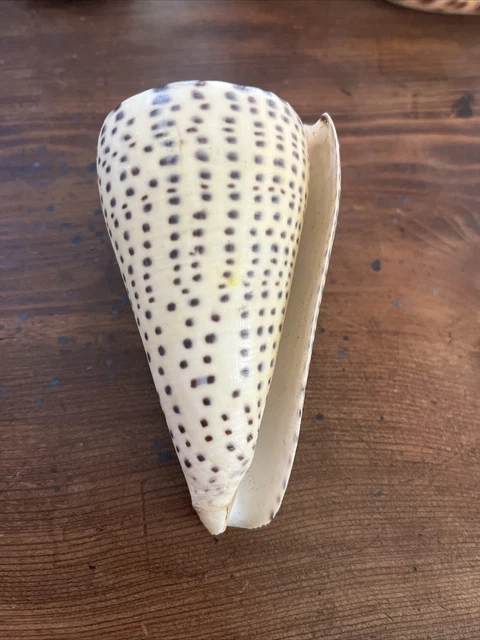 CÔNE LEOPARD 10CM 56 Ans D Âge Océan Indien EUR 40,00 - PicClick FR