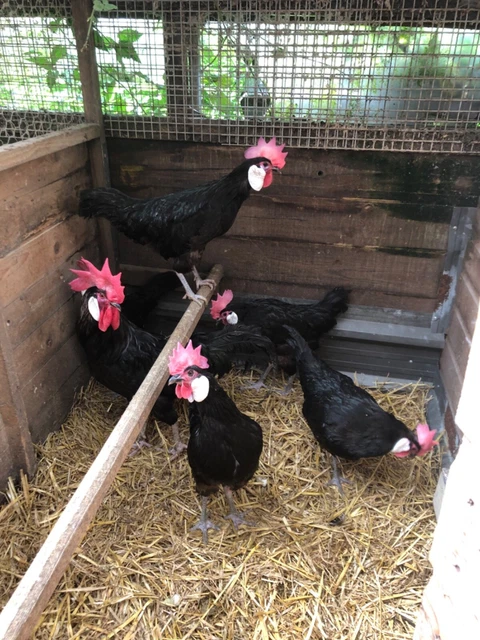 12 BLACK MINORCA Large Foul Hatching Eggs £12.99 - PicClick UK